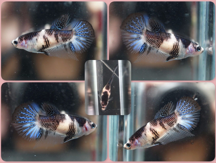 Image of Erebus Aria - Refsheet.net