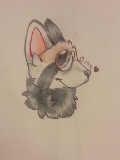 Image of Tanner The Red Panda - Refsheet.net