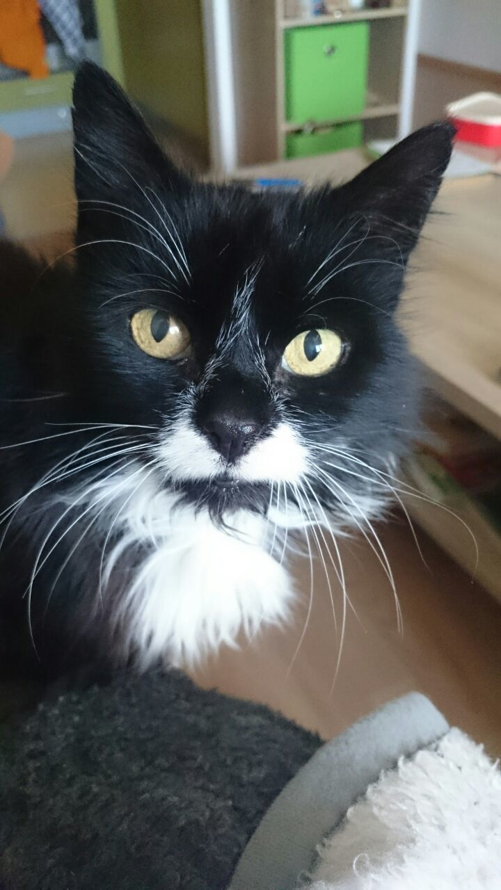 Image of Molli - Refsheet.net