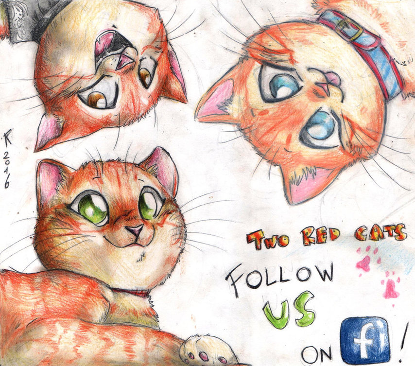 Follow the Cats - Refsheet.net