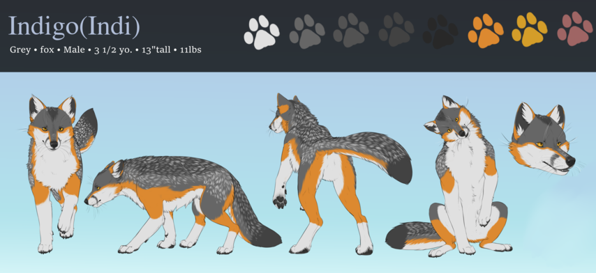 Image of Indigo - Refsheet.net