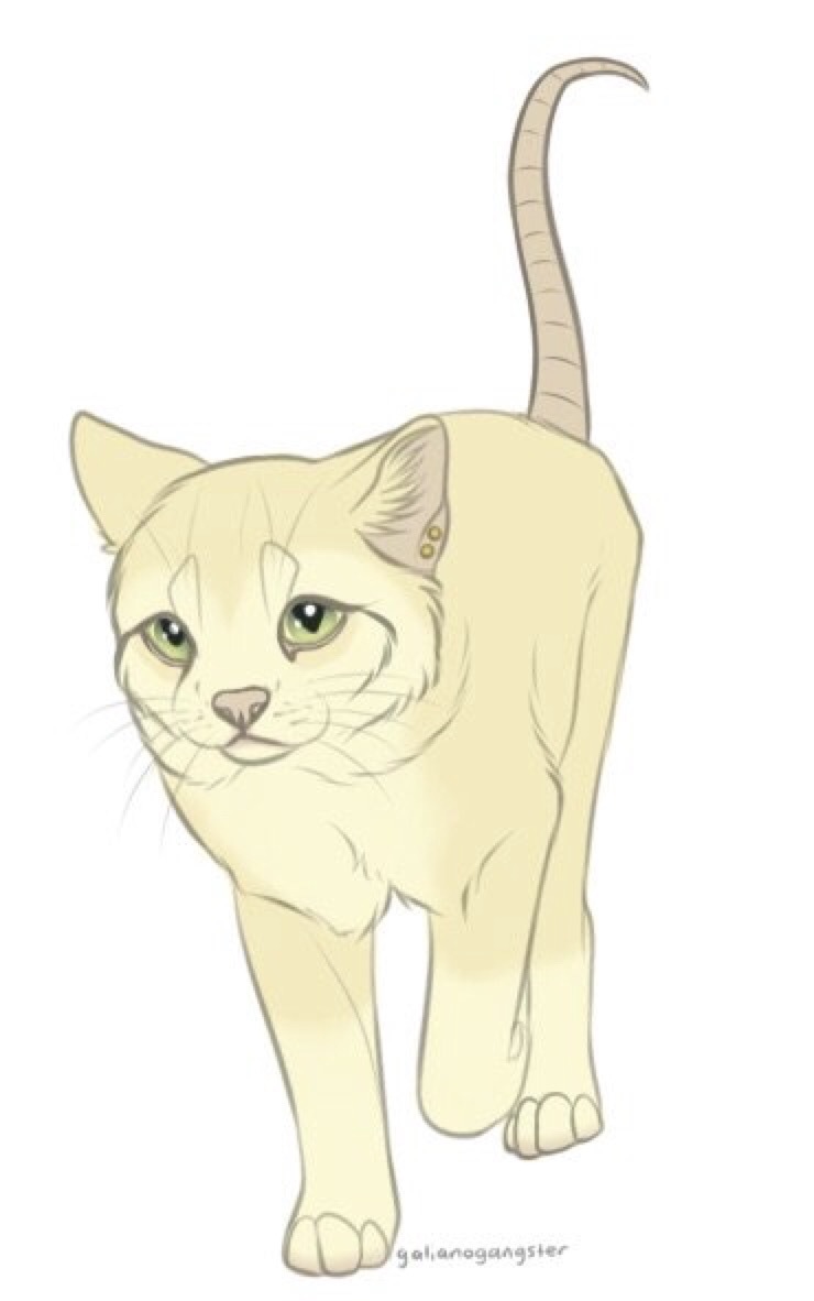 Image of Skoom - Refsheet.net