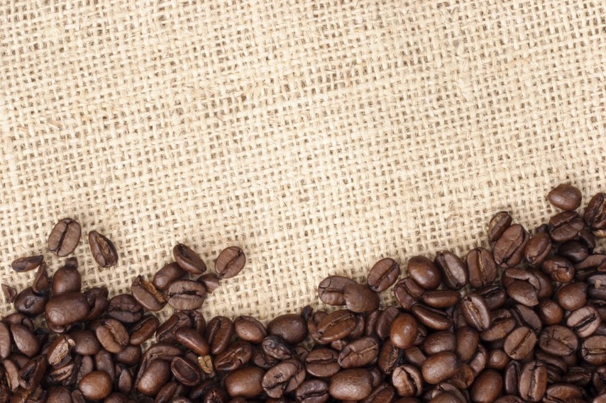 Image of Mocha Chun - Refsheet.net