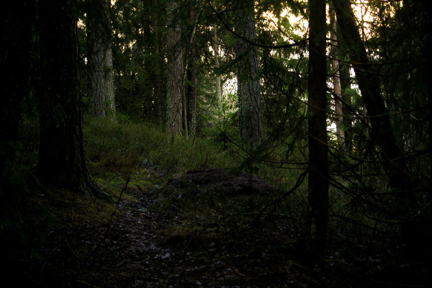 Image of Morgrim - Refsheet.net