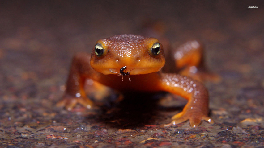 Image of Newtstorm - Refsheet.net