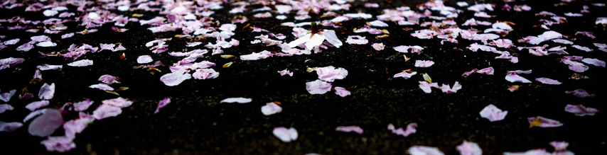 Header - Refsheet.net