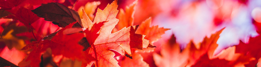 Header - Refsheet.net