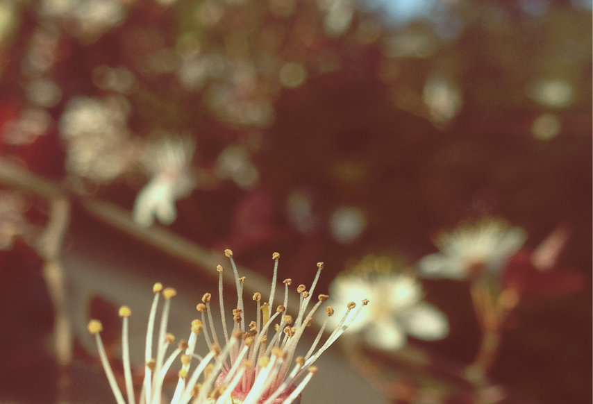 header lol - Refsheet.net