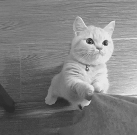 Image of Kitty - Refsheet.net