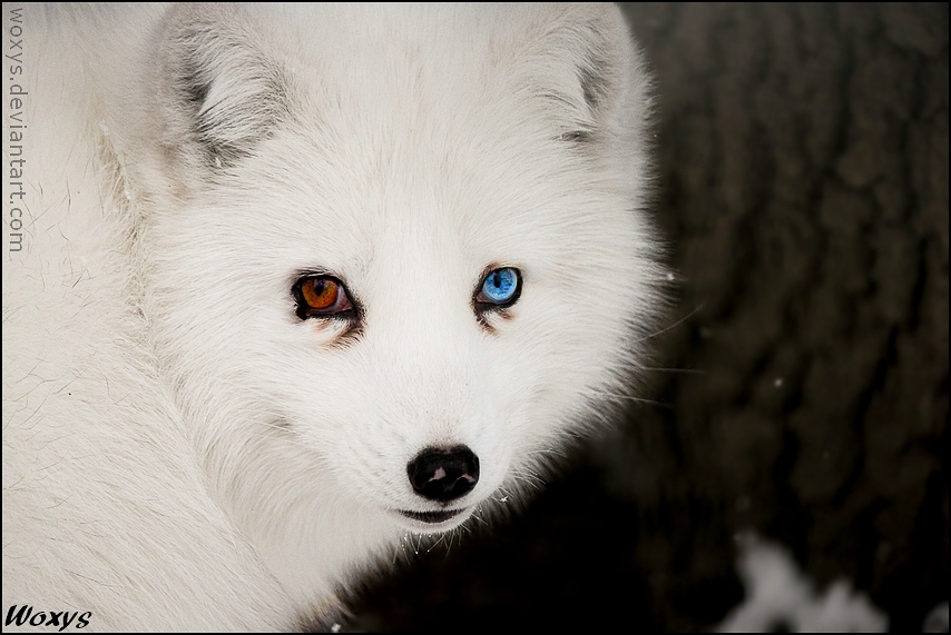 percy faces deviantart