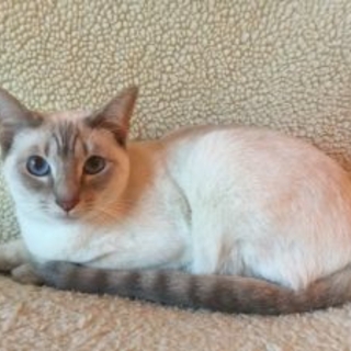 fawn siamese
